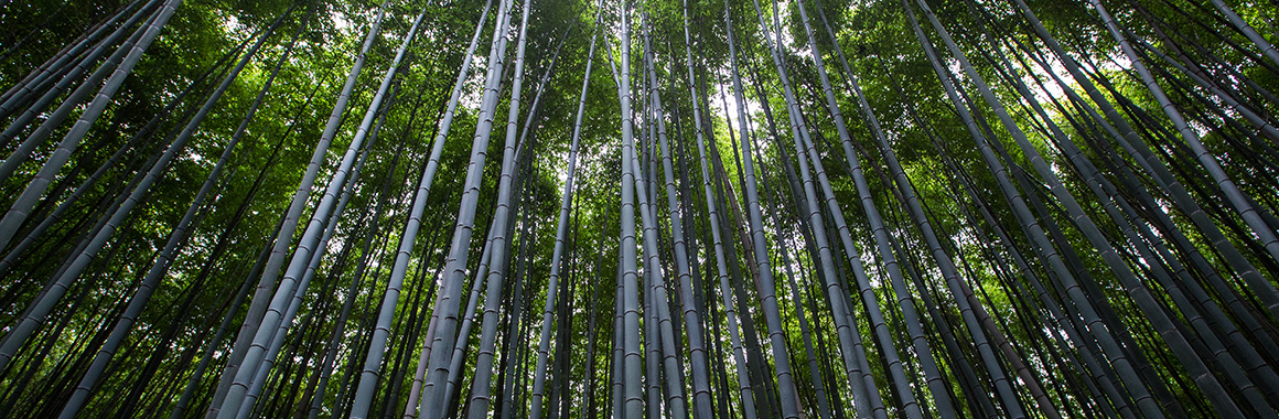 bamboo Wide – LifeWay Counseling Centers