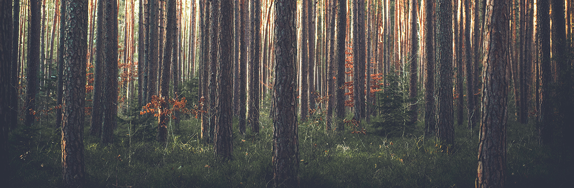 trees Wide – LifeWay Counseling Centers